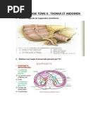 Anatomie Topographique de La Cavité Abdominale Et Péritonéale | PDF ...