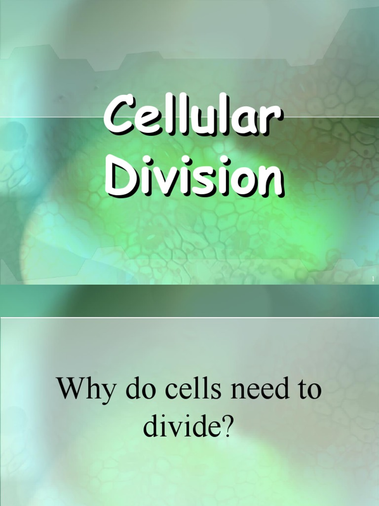 4 Cell Cycle Cell Divisionhtm 1 Pdf Meiosis Mitosis 