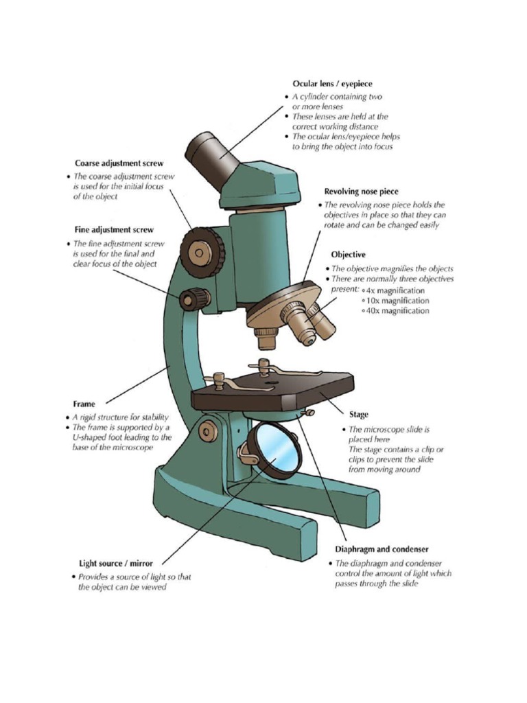 Parts and Function of A Microscope | PDF | Optical Devices | Equipment