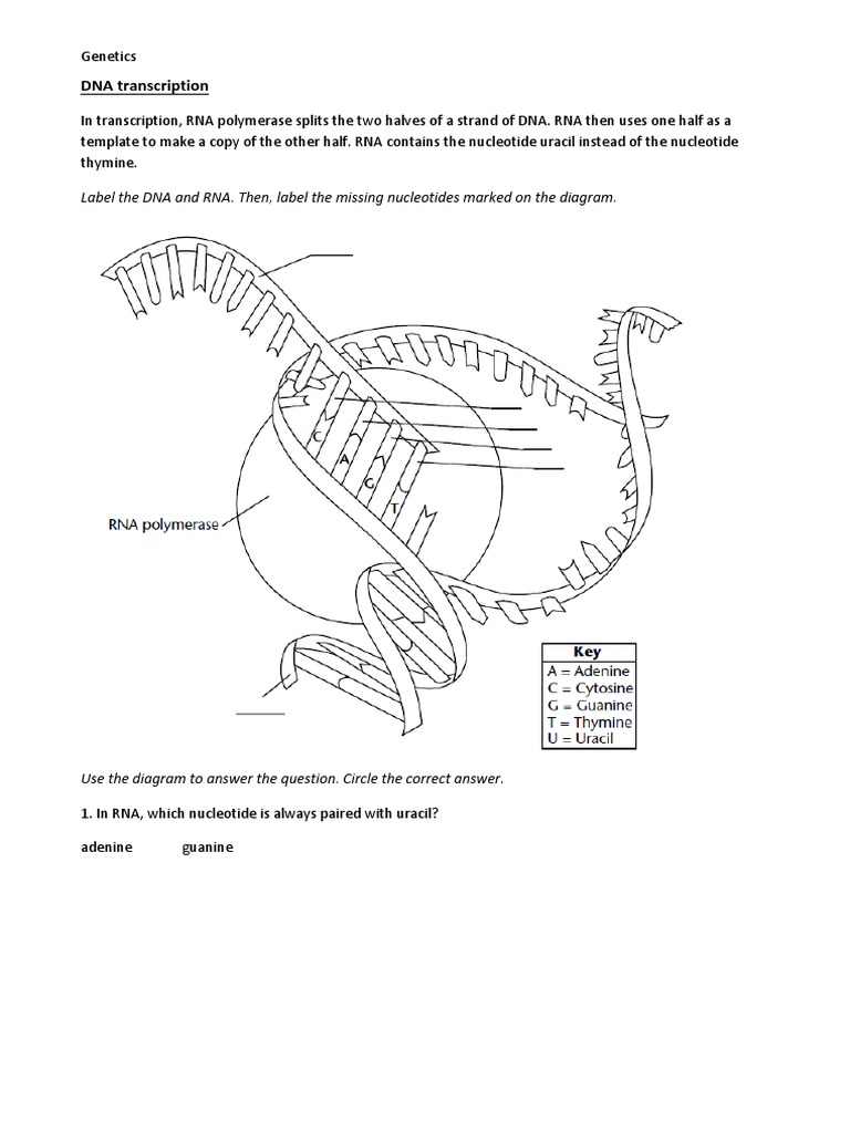 DNA Transcription and Translation Guide | PDF | Teaching Methods ...