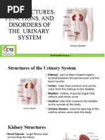Urinary System Diagram | PDF