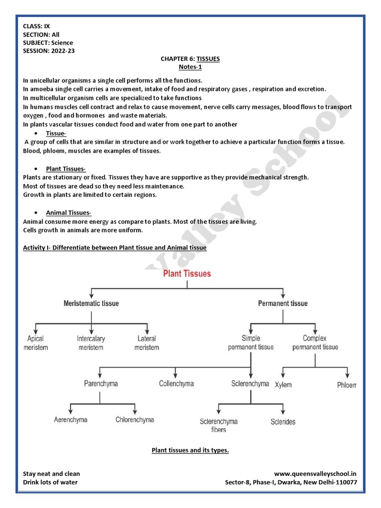 Class 9 - Science Notes - CH-6 - Tissue | PDF | Tissue (Biology) | Plants
