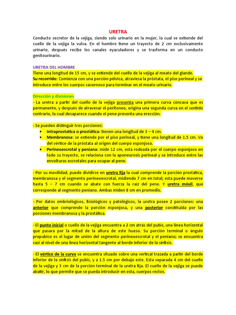Anatomía y características de la uretra masculina | PDF | Vagina ...