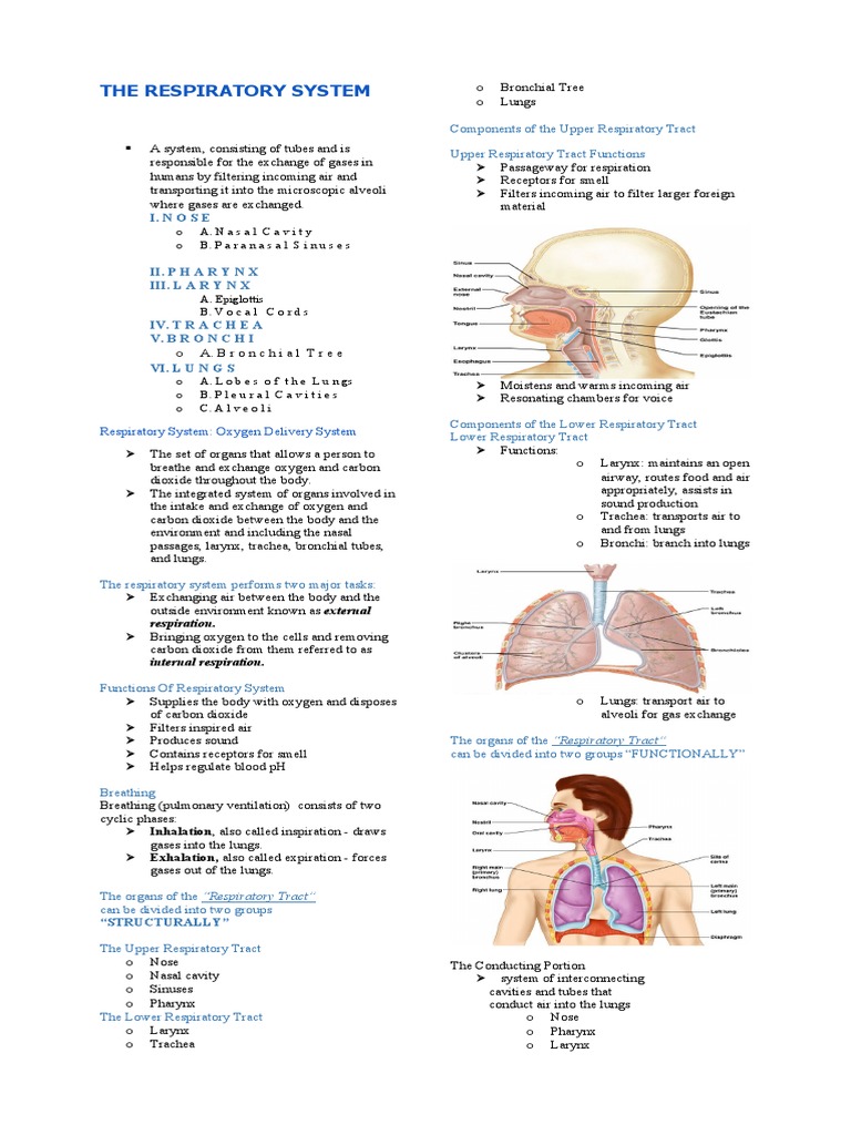 Respiratory System Overview | PDF | Lung | Respiratory Tract