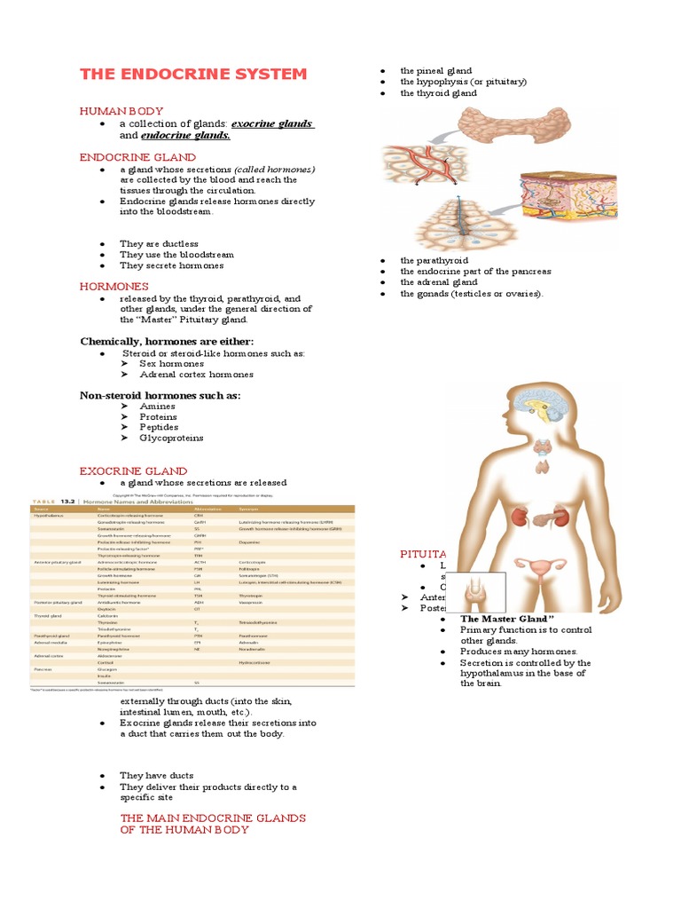 Endocrine System - Transes | PDF