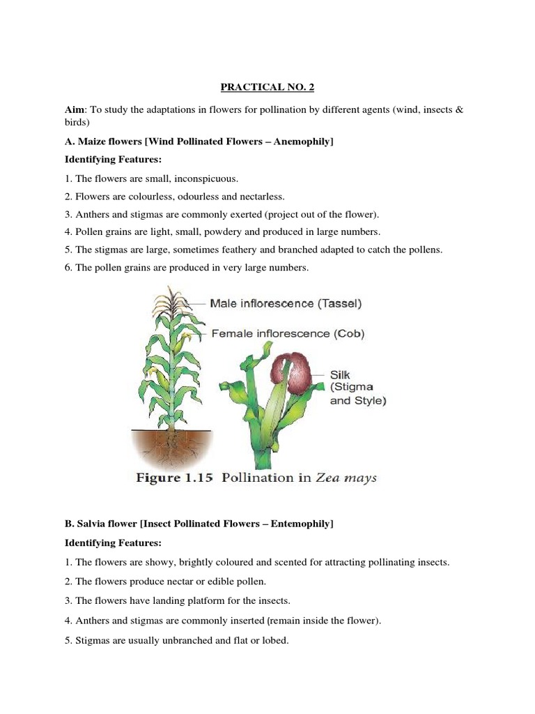Adaptation in Flowers For Pollination | PDF