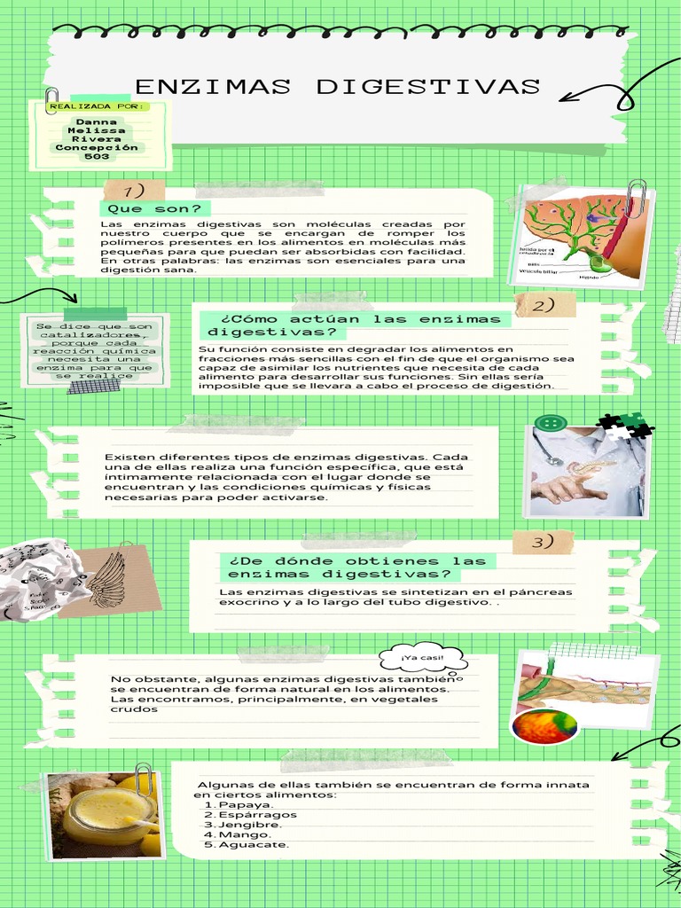 Infografía de Enzimas Digestivas | PDF