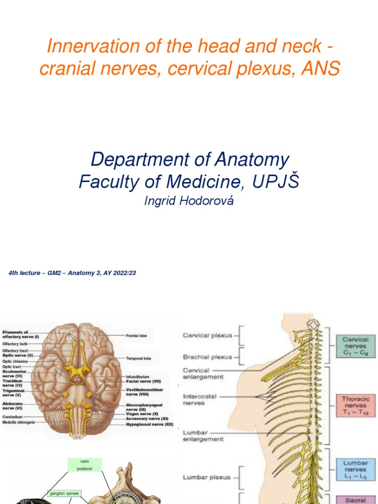 Head and Neck Innervation Overview | PDF