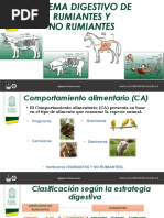 Anatomia y Fisiologia Del Rumen | PDF | Rumiante | Digestión