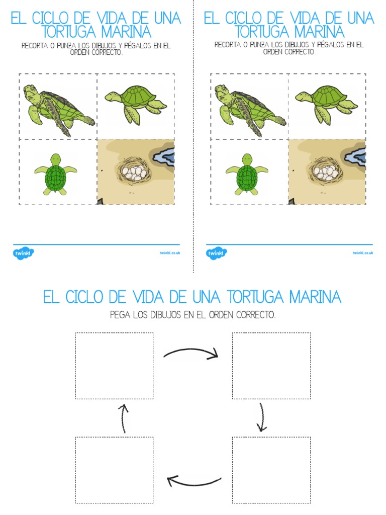 Ciclo de Vida de la Tortuga Marina | PDF | Deportes y actividades al ...