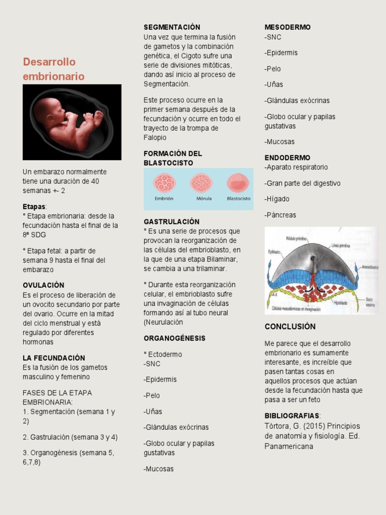 Desarrollo Embrionario TRIPTICO | PDF | Ciencias de la vida | Reproducción