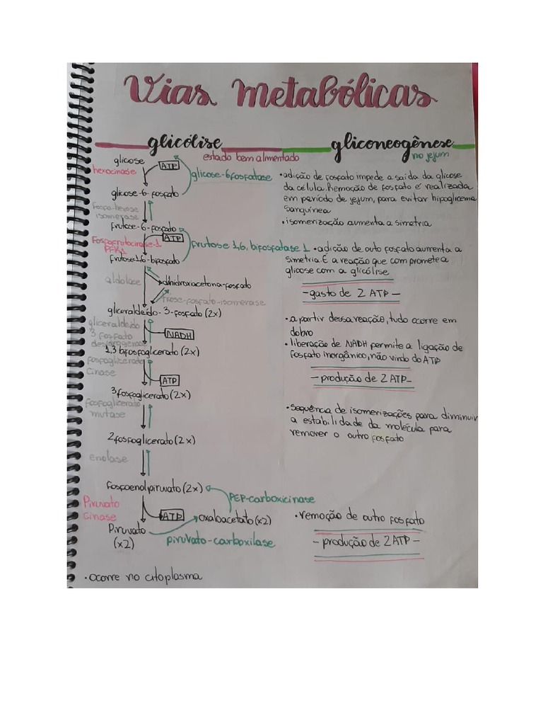 Vias Metabólicas | PDF