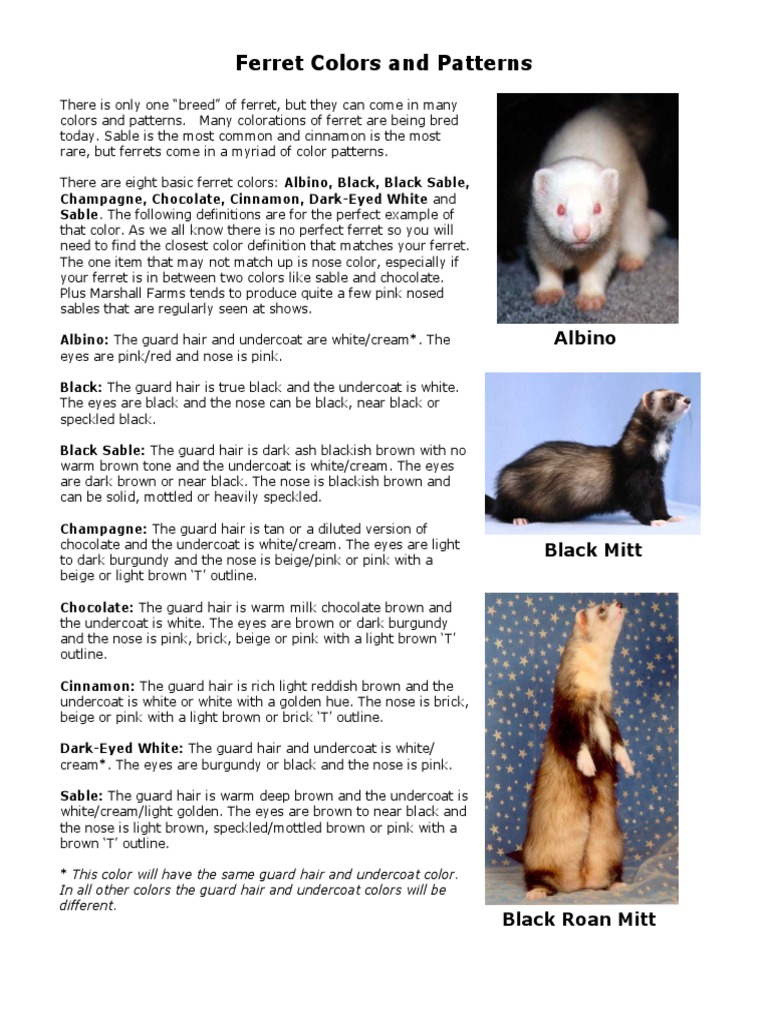 Understanding Ferret Colors and Patterns | PDF | Language Arts & Discipline