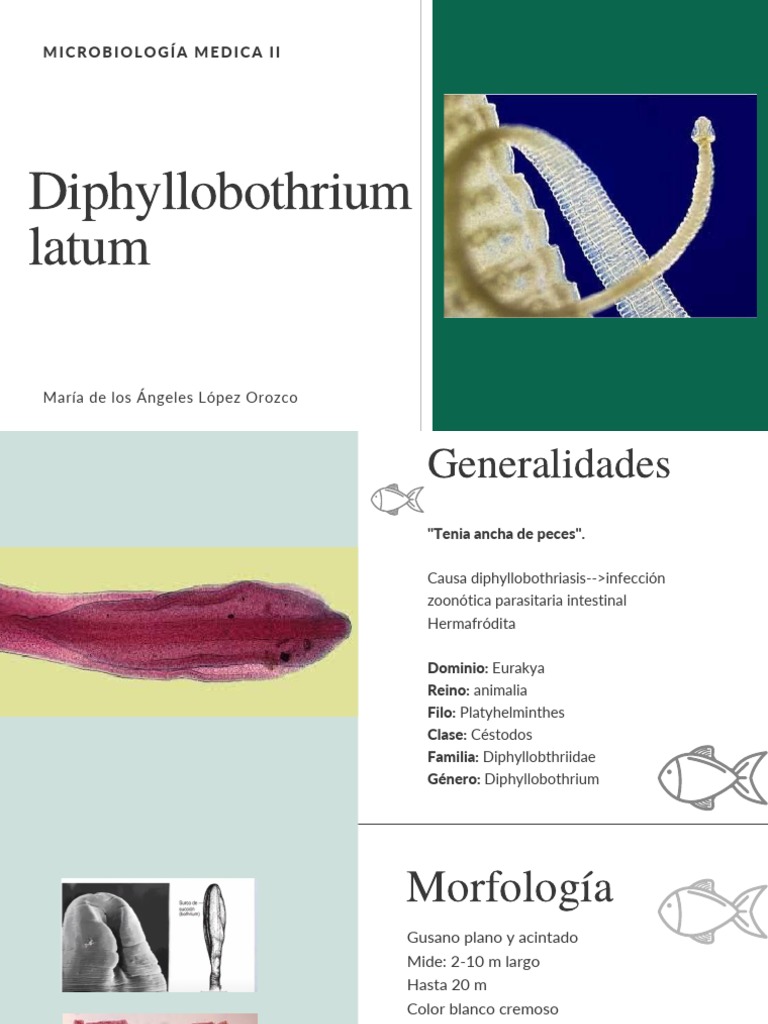 Diphyllobothrium Latum | PDF
