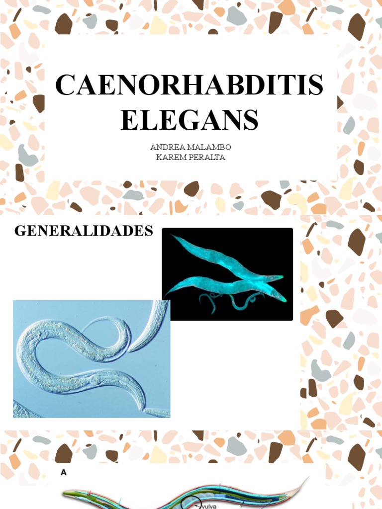 Modelo Animal | PDF | Salud y bienestar