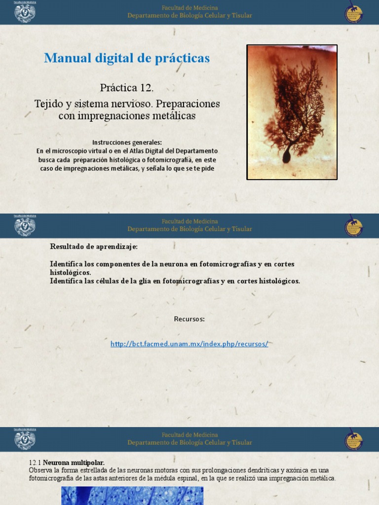 Practica 12. Tejido y Sistema Nervioso | PDF | Neurona | Corteza cerebral