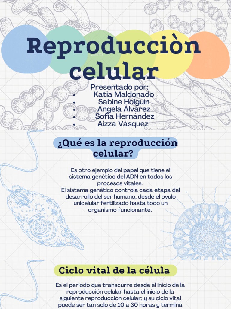 Tipos De Reproduccion Celular | Diferencia entre MITOSIS y MEIOSIS – RFPEA