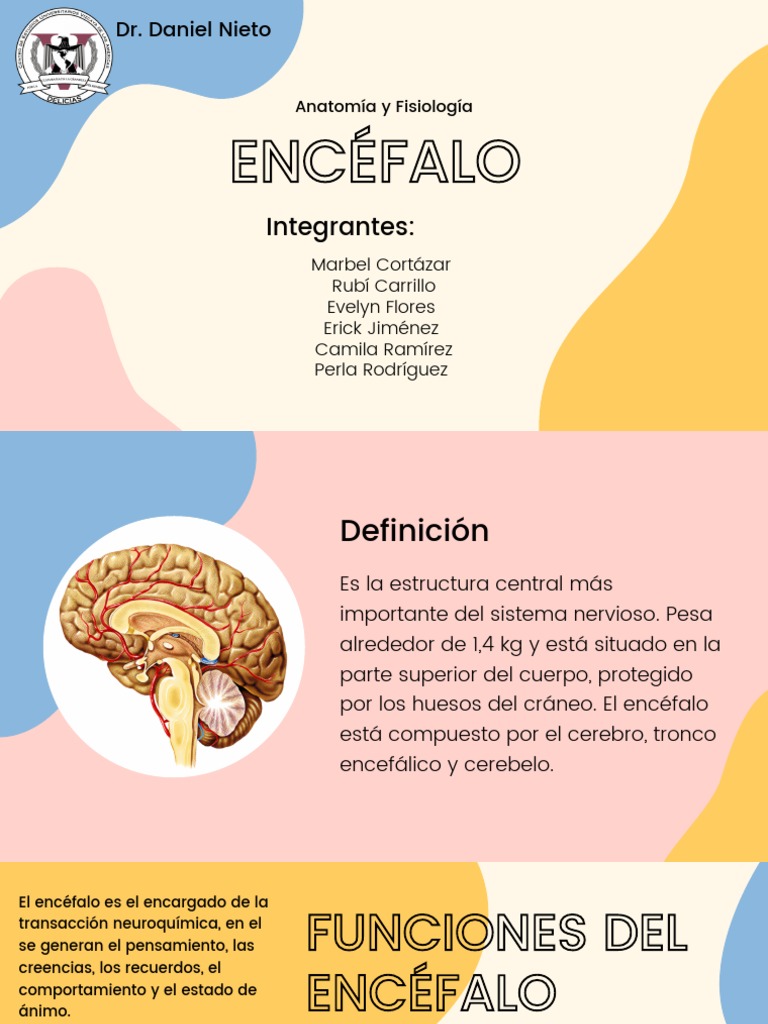 Encéfalo | PDF | Cerebro | Cerebelo