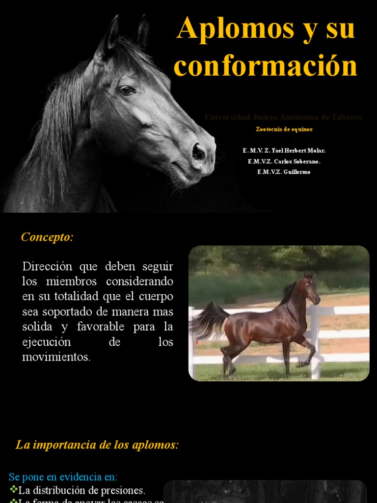 Aplomos y Su Conformación | PDF