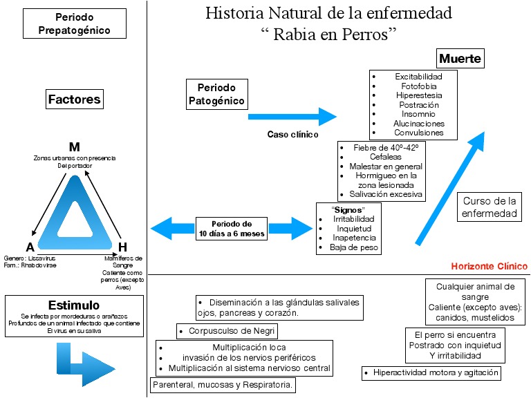 Historia Natural de La Rabia PDF | PDF | Rabia | Enfermedades y trastornos