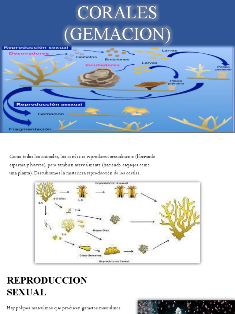 Corales (Gemacion) | PDF