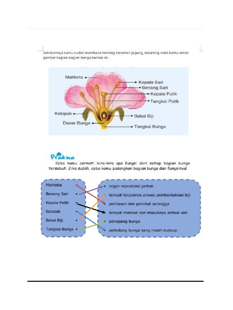 Tugas MBK Syafa | PDF