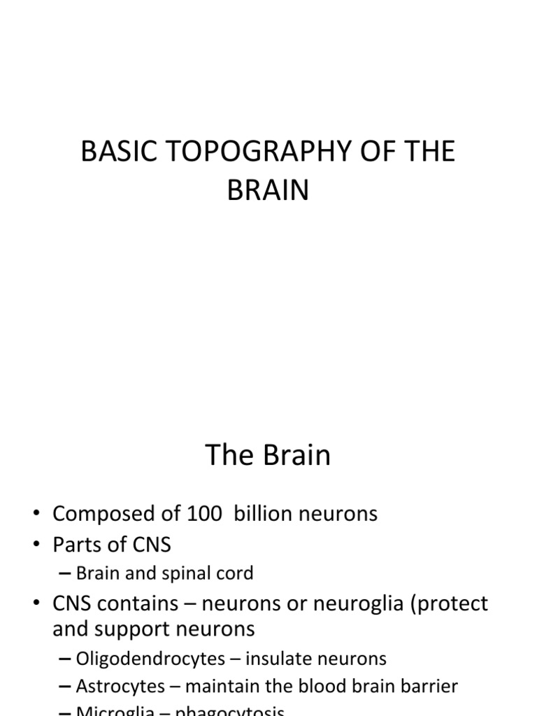 An In-Depth Exploration of Brain Anatomy and Neurological Function | PDF