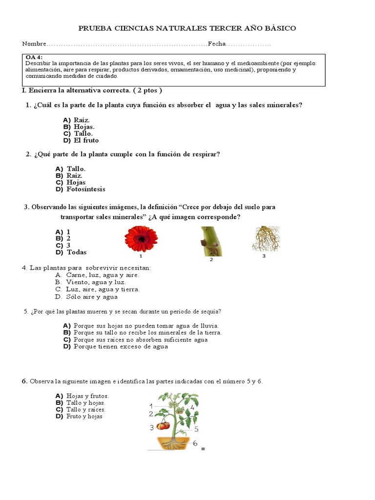 Prueba Ciencias Naturales Tercero | PDF | Plantas | Agua
