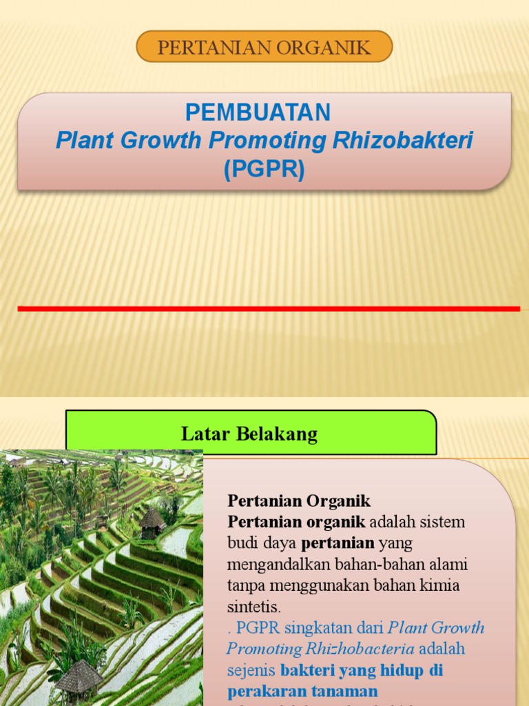 Cara Membuat PGPR untuk Pertanian Organik | PDF