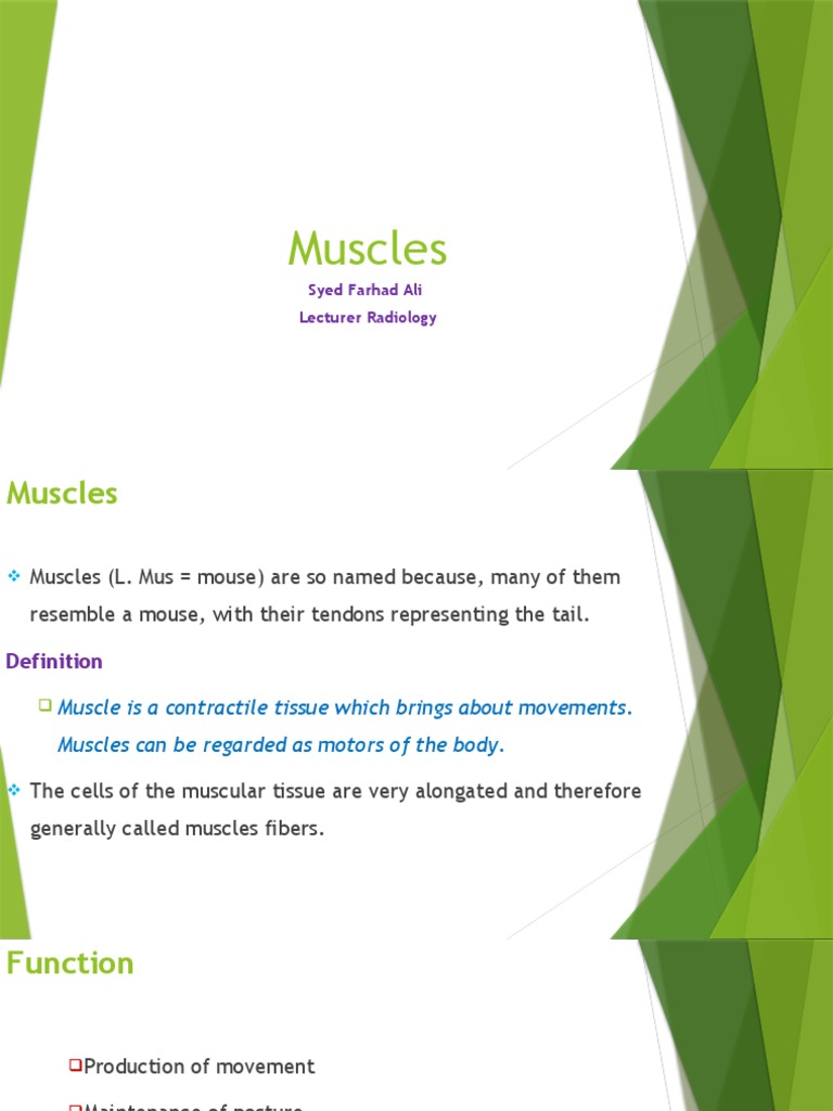 Anatomy Lec 9 (Muscles) | PDF | Skeletal Muscle | Actin