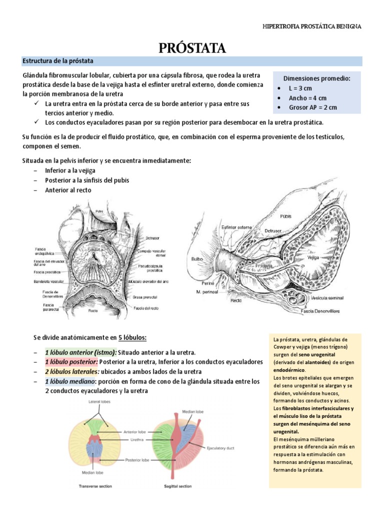 Hipertrofia Prostática Benigna | PDF | Cancer de prostata | Vejiga urinaria