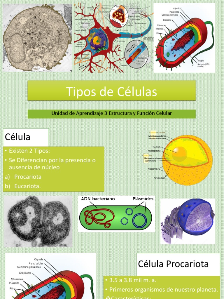 6) Tipos de Células | PDF