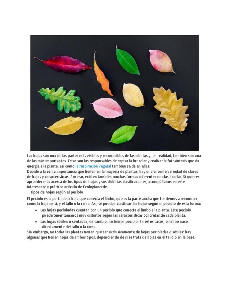 Clasificación de Tipos de Hojas | PDF | Hoja | Plantas