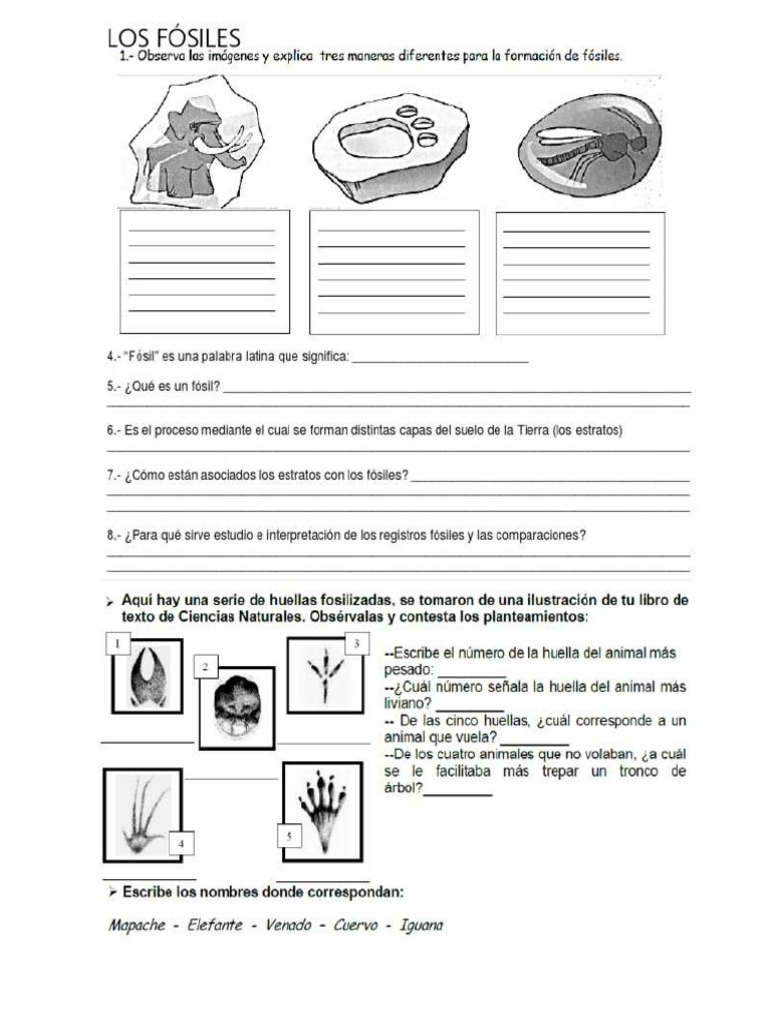 FOSILES | PDF