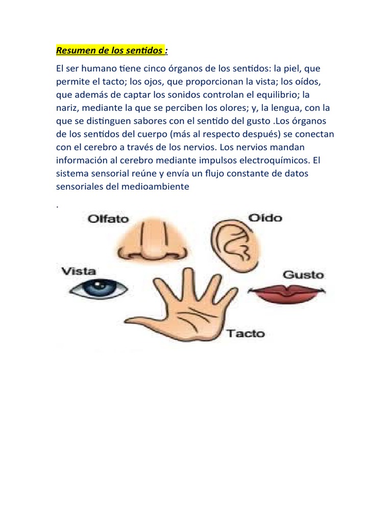 Resumen de Los Sentidos Anatomia | PDF