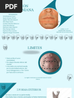 Anatomía Región Maseterina | PDF | Cabeza y cuello humanos | Sistema ...