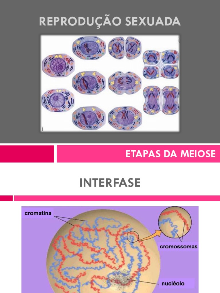 5.fases Meiose | PDF | Meiose | Recombinação genética