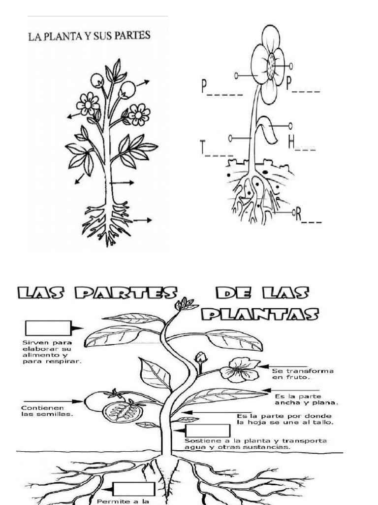 Partes de La Planta | PDF