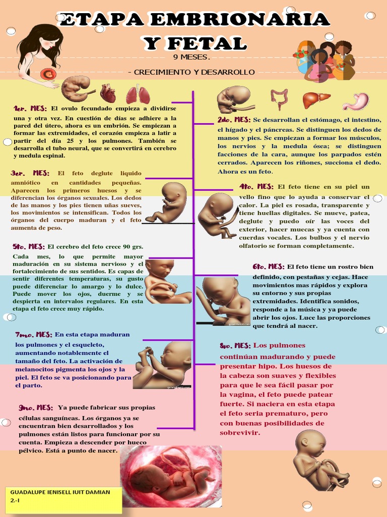 #5 - Etapa Embrionaria y Fetal - Guadalupe Iuit | PDF | Feto ...