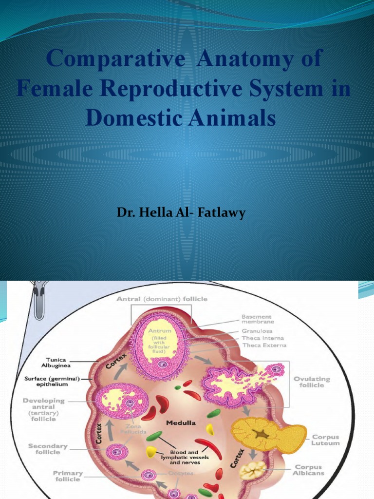 Comparative Anatomy of Female Reproductive System in Domestic Animals ...