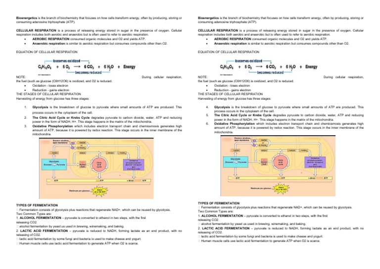Cellular Respiration and Energy Transformation | PDF | Cellular ...