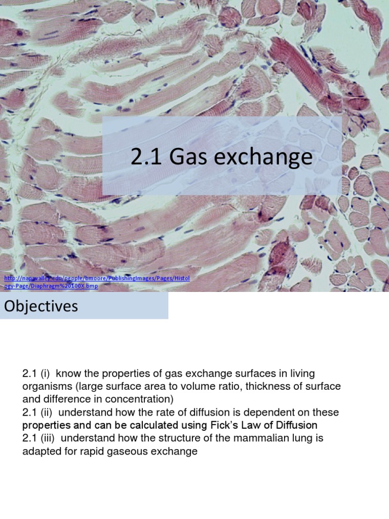 2.1 Gas Exchange in Humans | PDF | Lung | Breathing