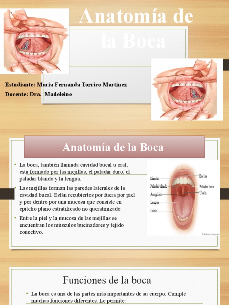 Anatomía y Funciones de la Boca | PDF | Boca | Digestión