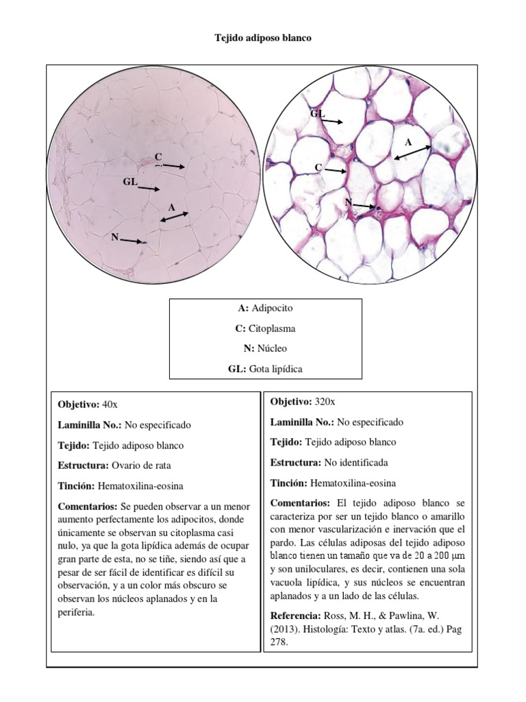 RL - Tejido Adiposo | PDF | Tejido adiposo | Tinción