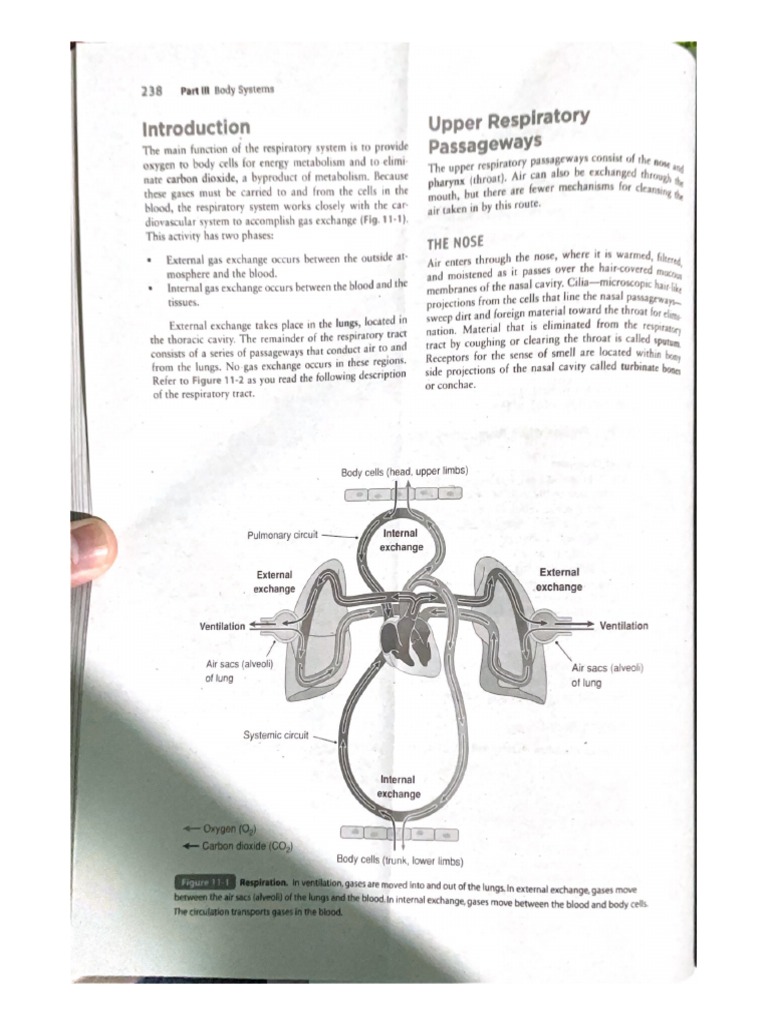 Upper Respiratory | PDF