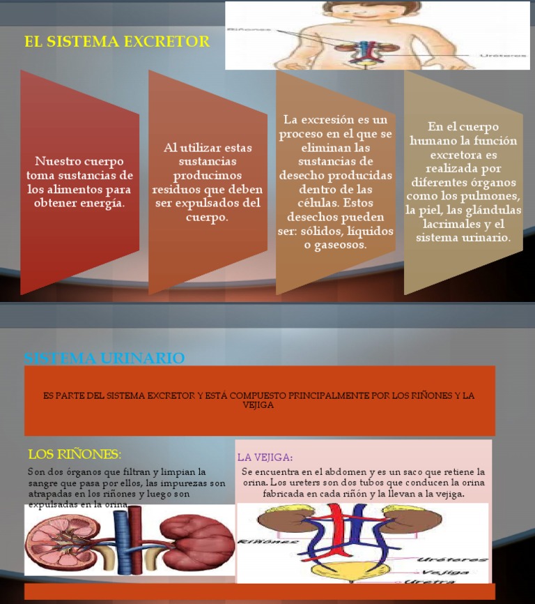 Sistema Excretor. | PDF