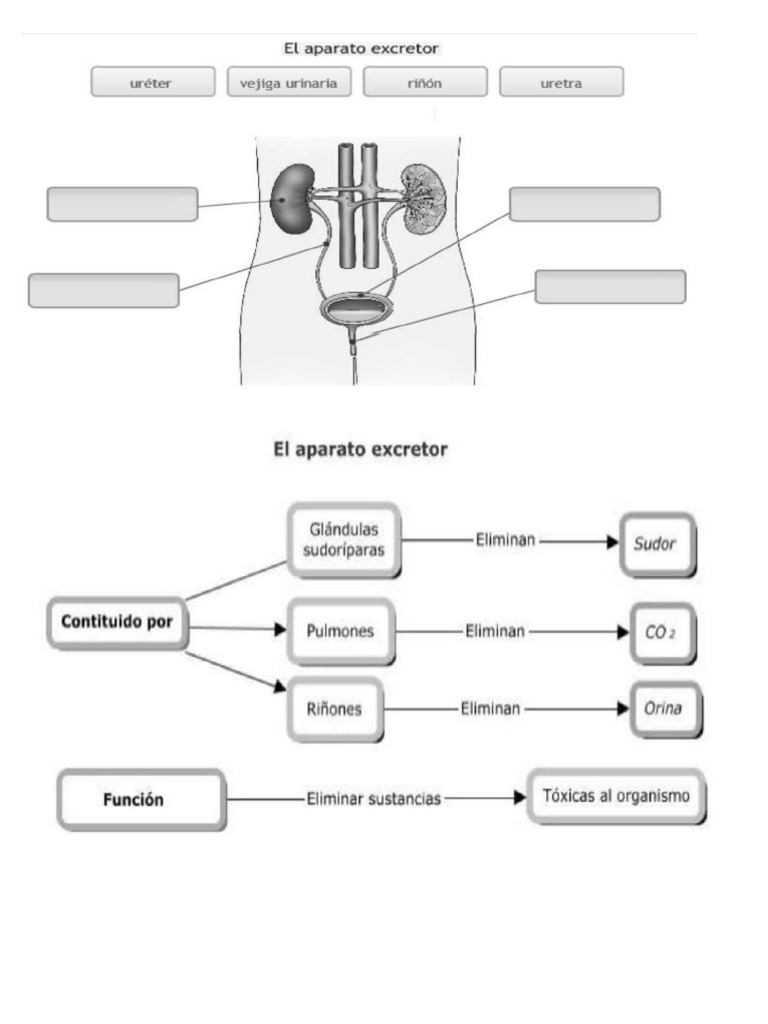 Sistema Excretor | PDF