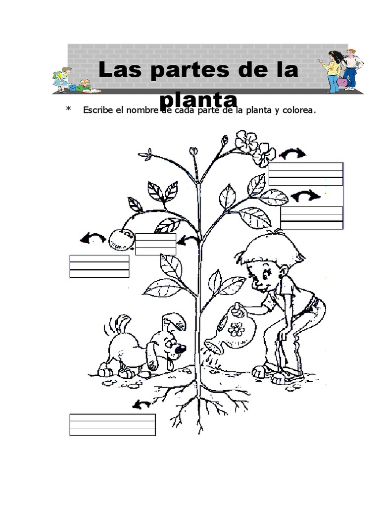 43 La Planta, Partes y Utilidad | PDF