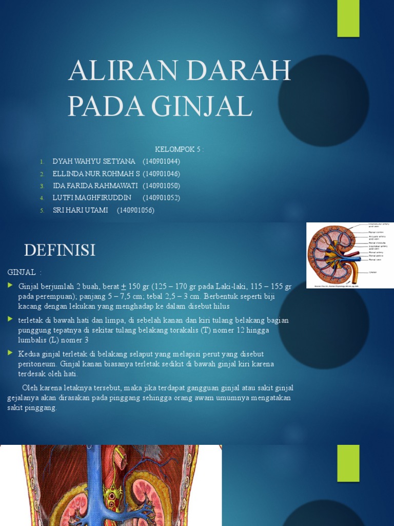 Aliran Darah Pada Ginjal | PDF