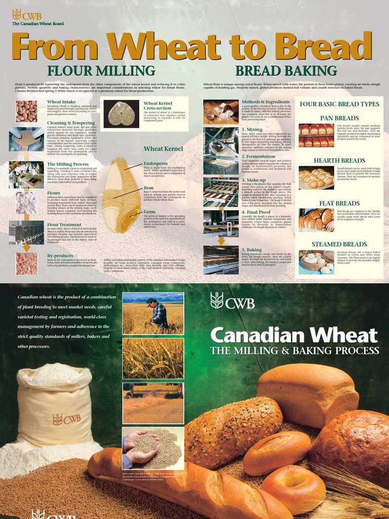 Wheat To Bread | PDF | Flour | Breads